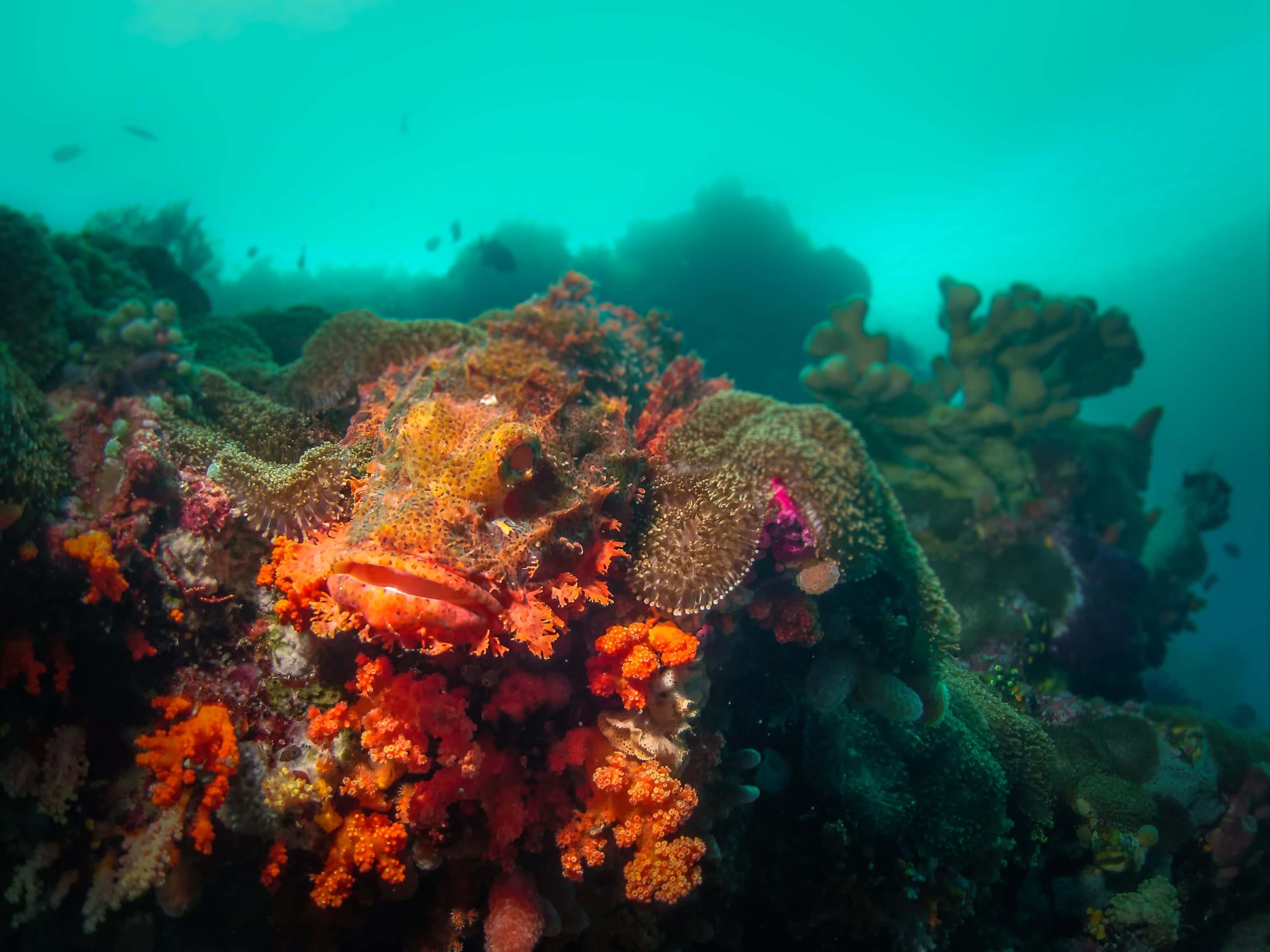 Contact Us - Tropical Adventures Travel